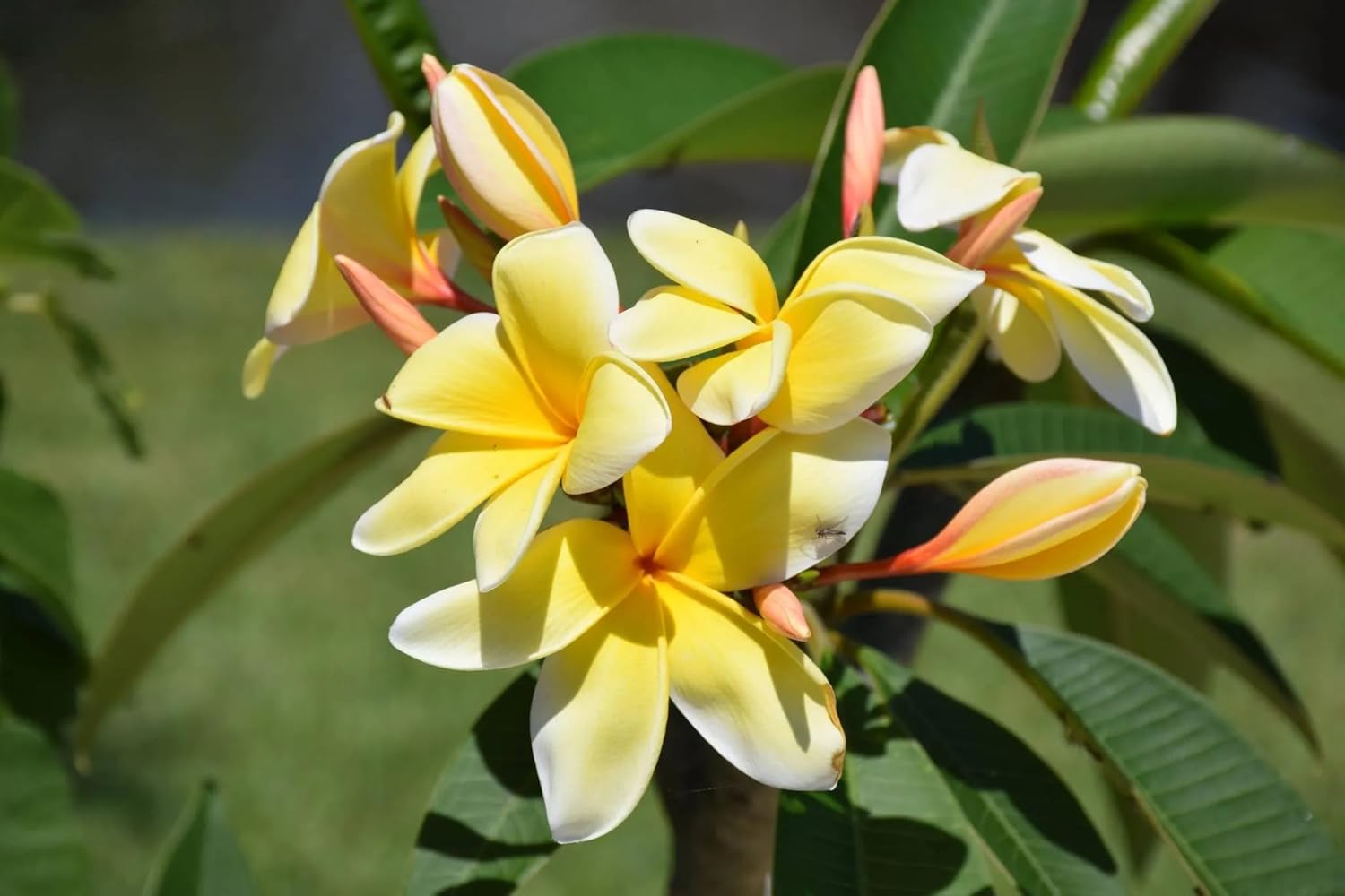 Green Horizon Plumeria Champa, Champak, Chapa, Golok chapa, Frangipani ...
