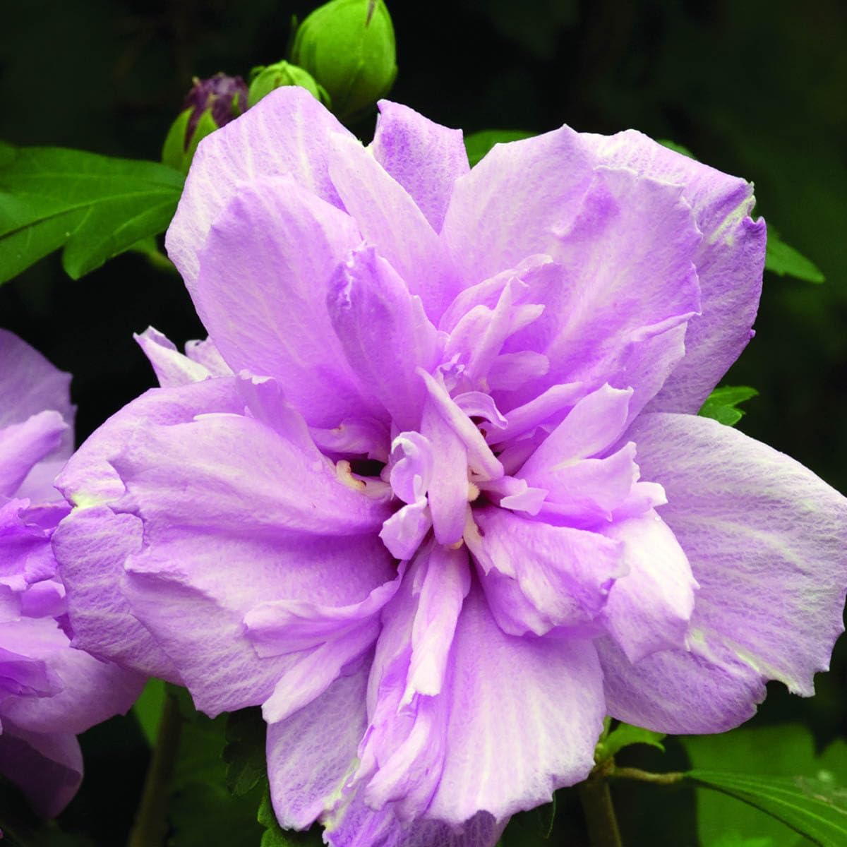 Amazon.com : SPRING HILL NURSERIES - Ardens Althea Hibiscus Rose of ...