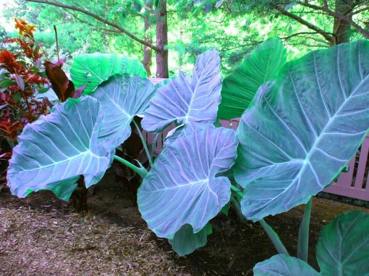 Amazon.com : Elephant Ear Planting-Fall or Spring Tubers-10 Bulbs ...