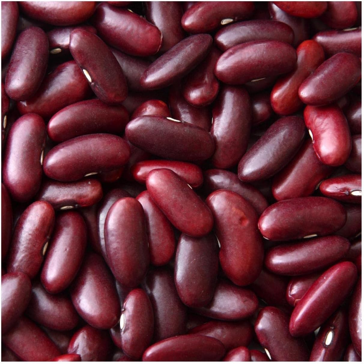 Amazon.com: Bean Small Red Great Heirloom Garden Vegetable By Seed ...