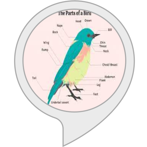 Amazon.com: Pet facts to unconvince your child : Alexa Skills