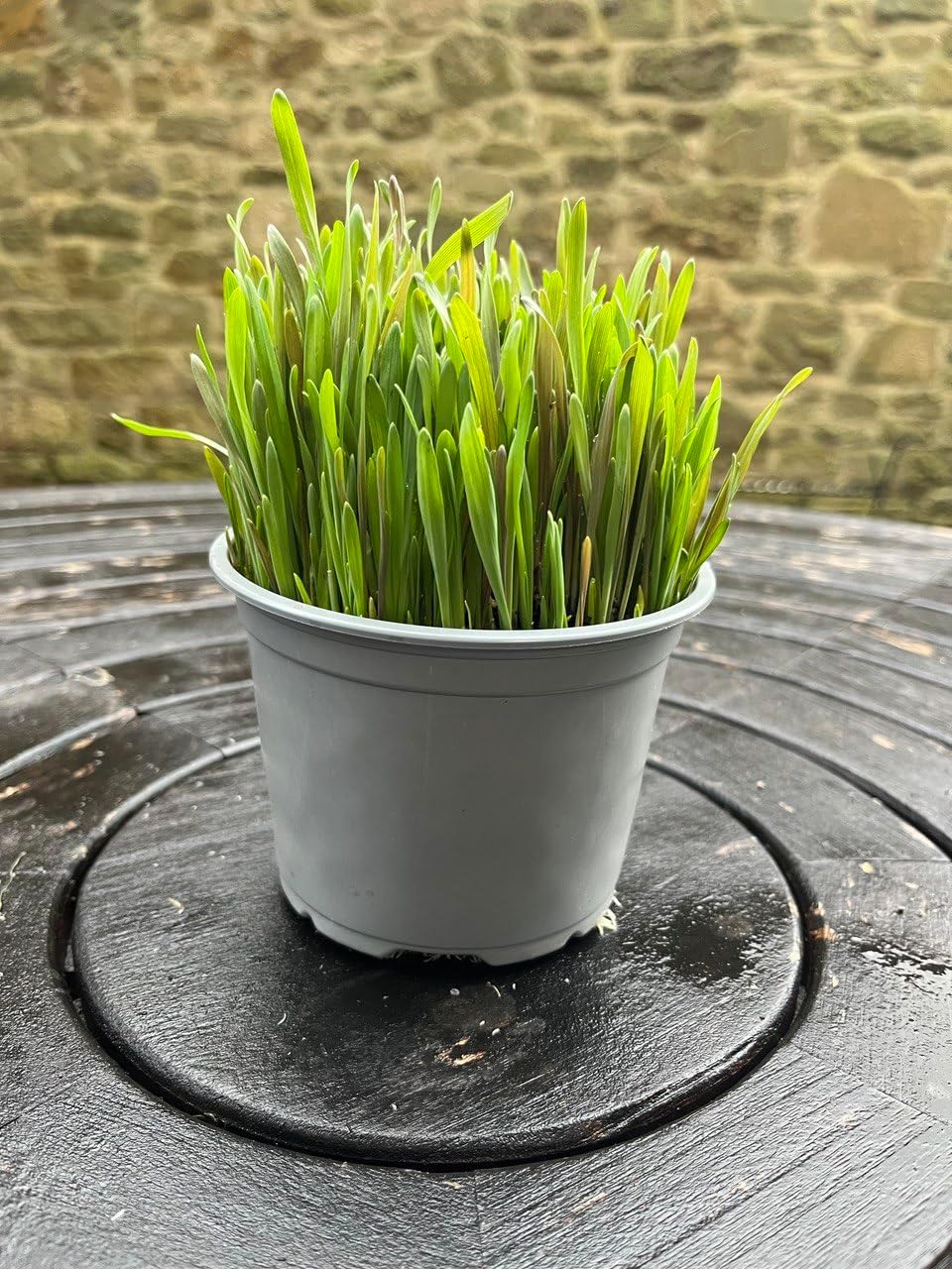 Ready-to-Eat Cat Grass – Fresh Live Plants for Cats | Blend of Wheat ...