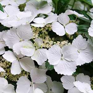 Carbeth Plants Hydrangea Cloud Nine 1 x 9cm Pot - Compact Hardy ...