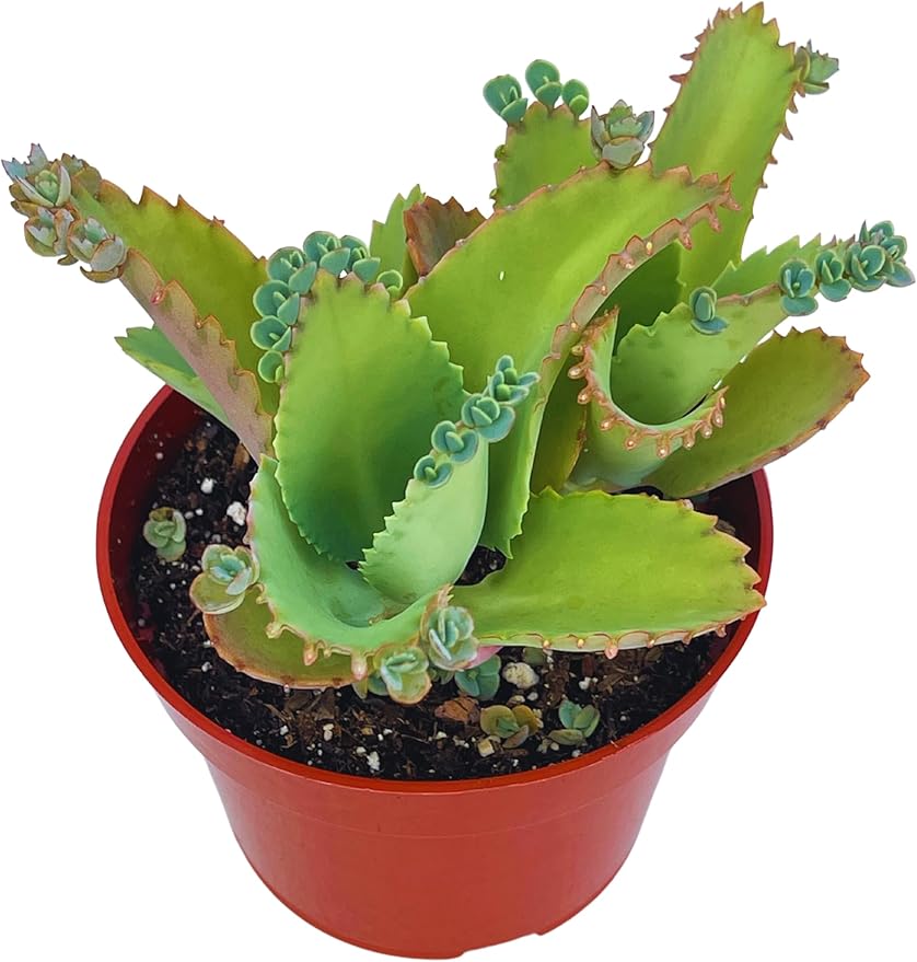 Amazon.com : Live Succulent 4" Mother of Thousands, Succulents Plants ...