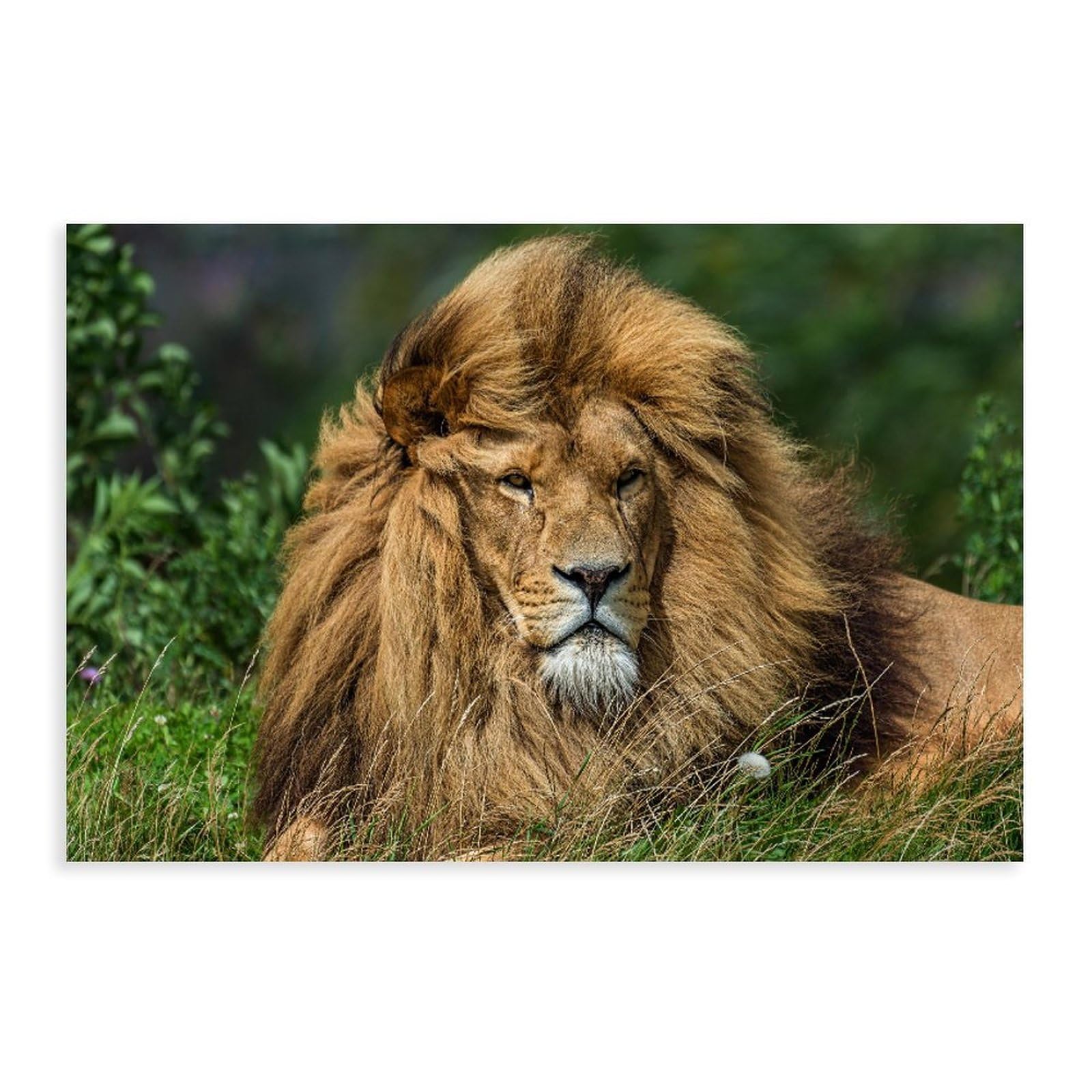 Lion Smirk