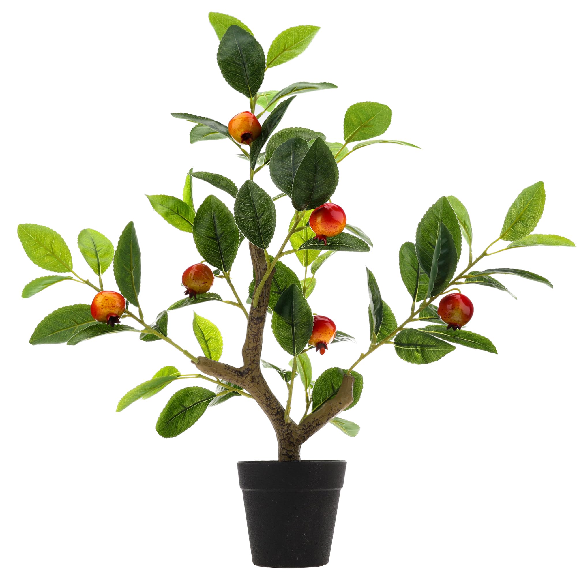 Pomegranate Plant Leaves