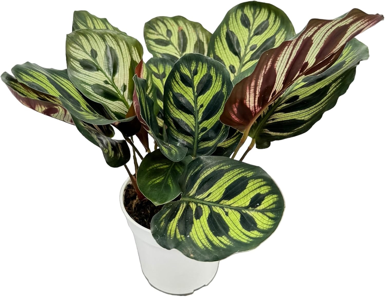Amazon.com : Generic Calathea Peacock Live Plants - Air Purifier and ...