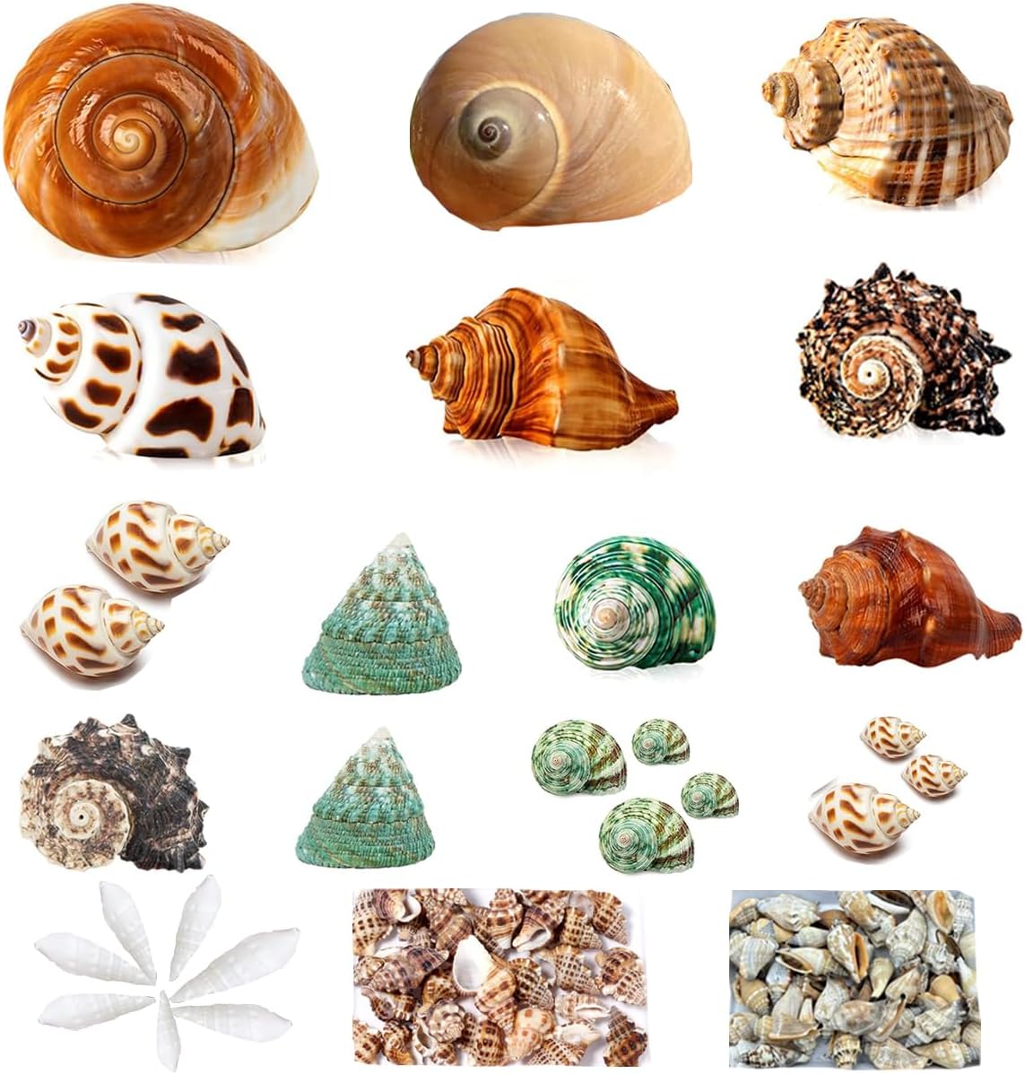 Amazon.com : Hermit Crab Shells 30 PCS Small to Medium and Large Crabs ...