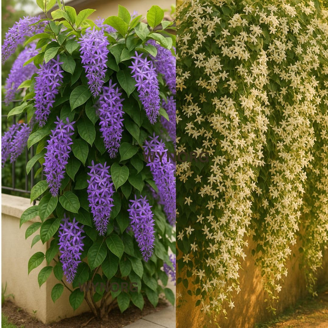 WYNORG Manimulla Jasmine Creeper with Combo Plants - Cat's Claw ...