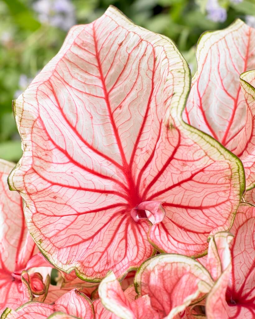 Amazon.com : 10 Florida Sweetheart Caladium Bulbs for Planting ...