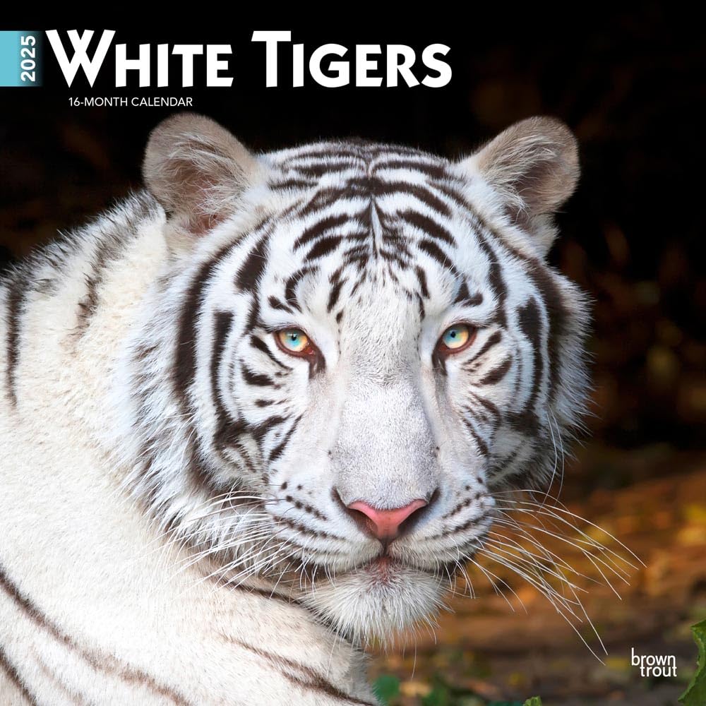 White Tigers | 2025 12 x 24 Inch Monthly Square Wall Calendar | Plastic ...