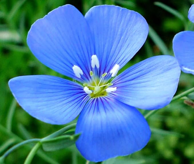 Amazon.com : Blue Flax Seed, 100 Seeds, Beautiful Striking Blue Flax ...