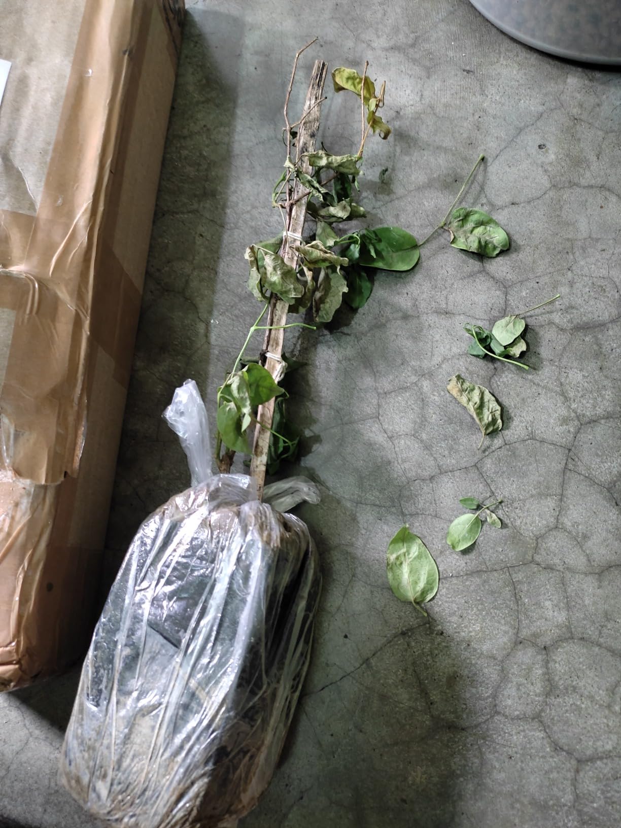 Oxygreenplant Orange Begonia Vanusta,Flame vine, Flaming trumpet,Golden ...