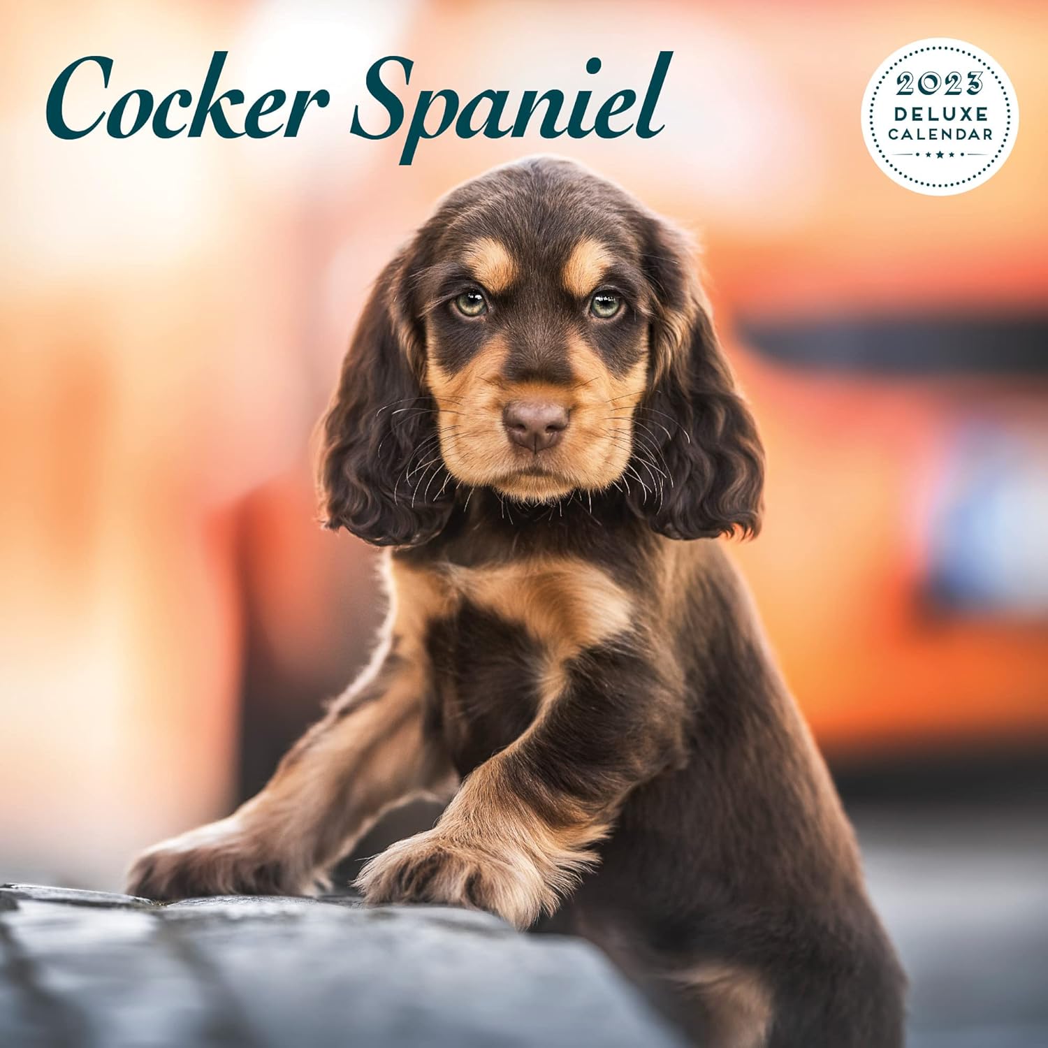 Magnet & Steel Spaniel 2023 Deluxe Calendar : Amazon.co.uk: Stationery ...