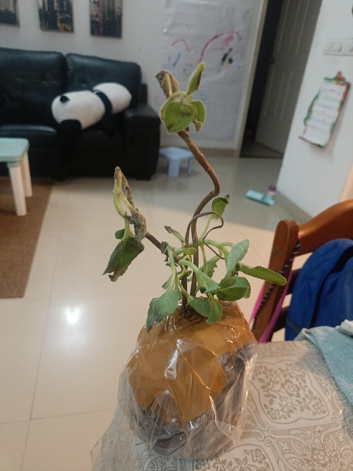 ASPEN® Karpooravalli/Omavalli/Panikoorka Medicinal Healthy Live Plant ...