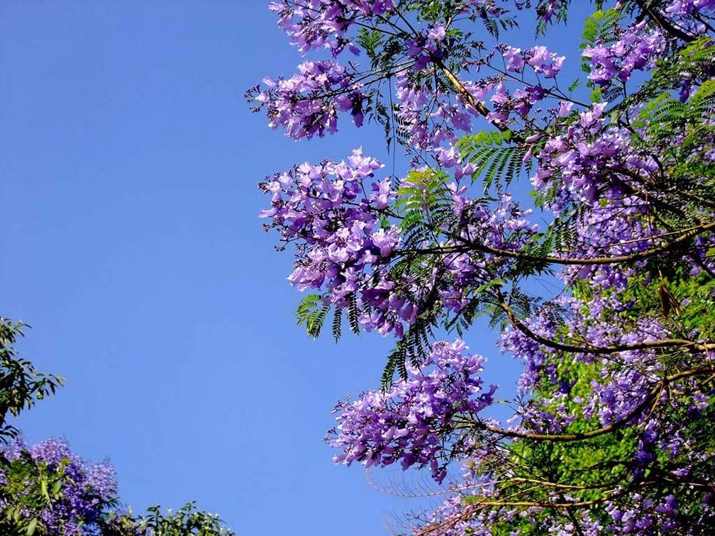 Jacaranda Tree Seeds 20 Seeds Jacaranda Mimosifolia Blue Purple Flower ...