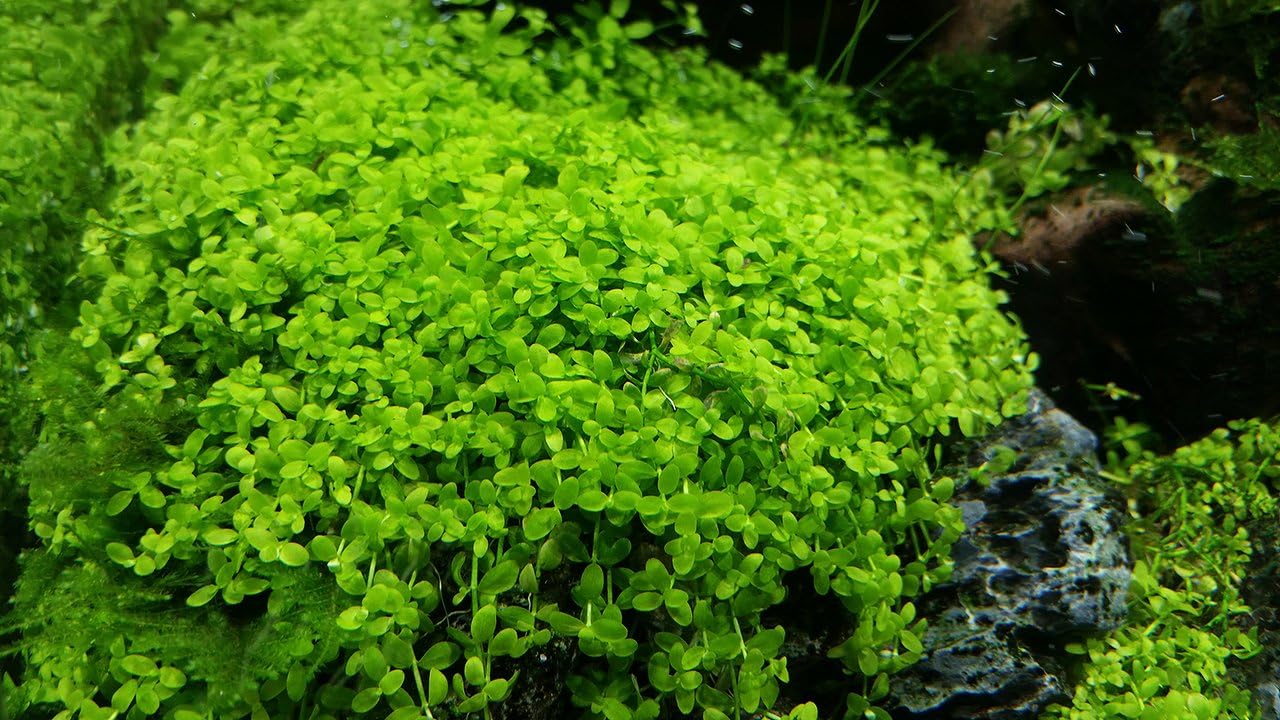 Micranthemum"Monte Carlo" - 1 Bunch - Live aquarium plant : Amazon.co ...