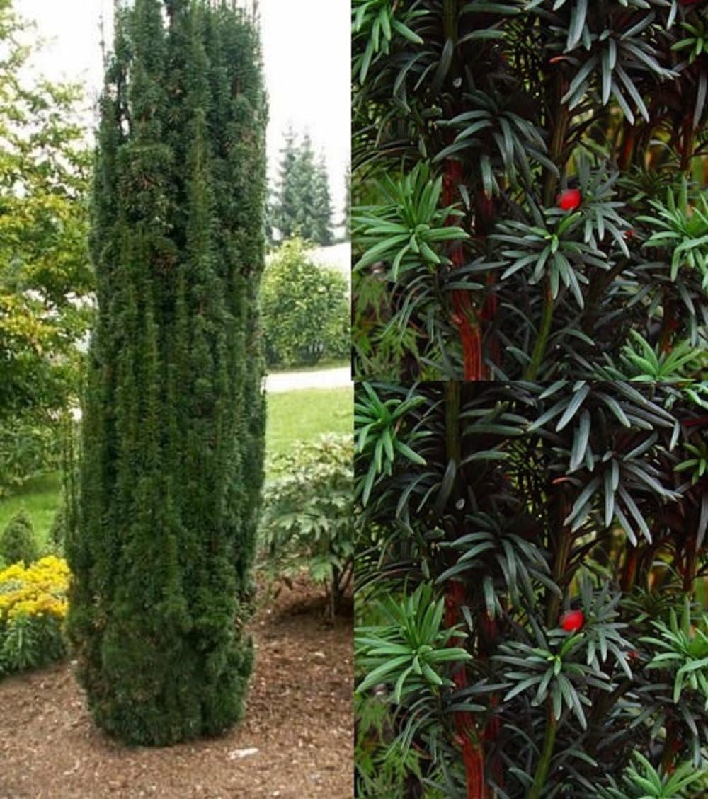 1X 2-3FT TAXUS BACCATA FASTIGIATA ROBUSTA - Rare Column YEW Tree - 3L ...