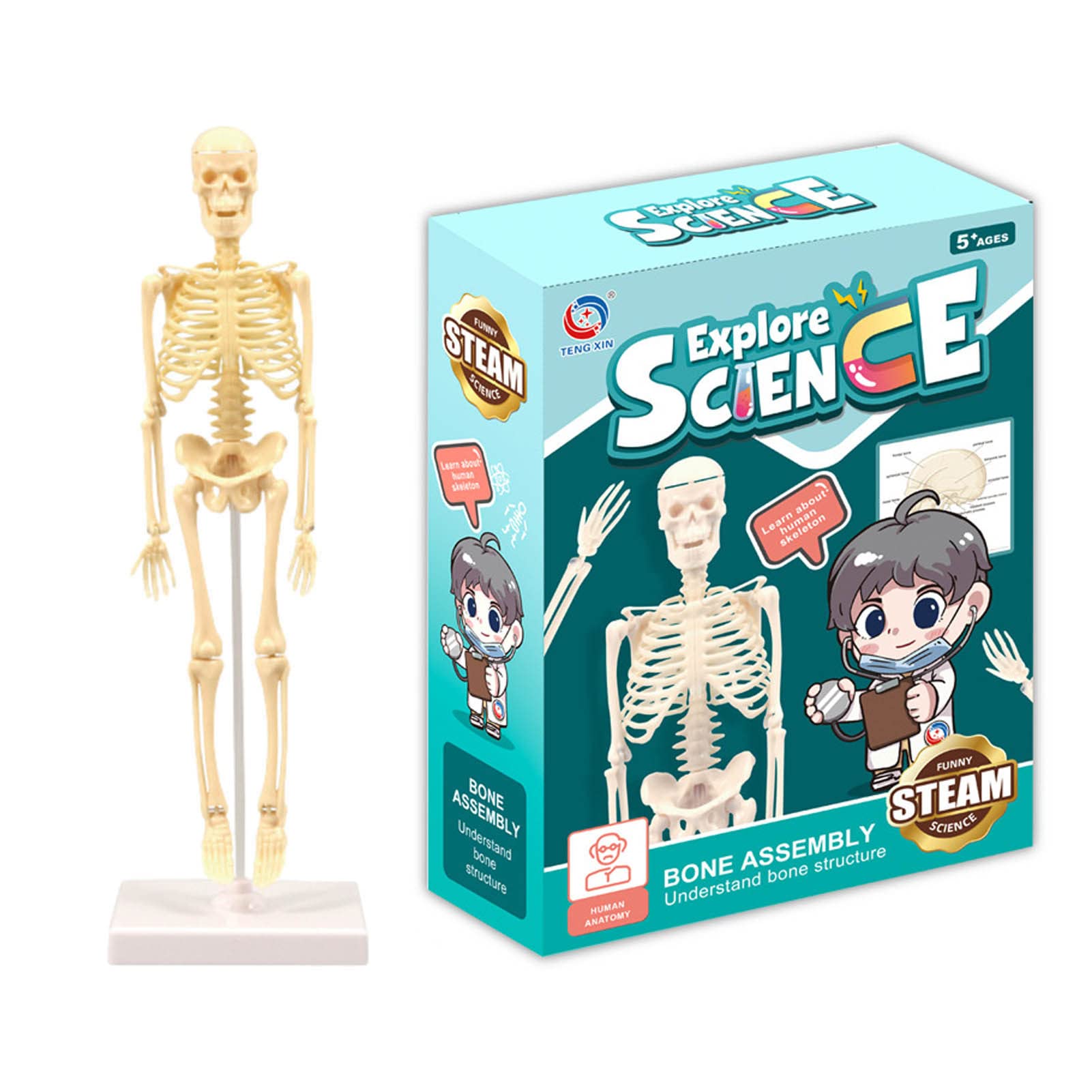Human Skeleton Model For Kids Full Body Human Skeleton Model ...