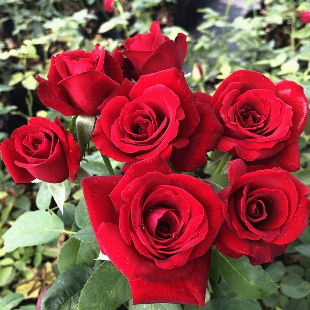 Red Rose Plant live Gulab ka Paudha Lal Gulab for Garden, Balcony (Pack ...