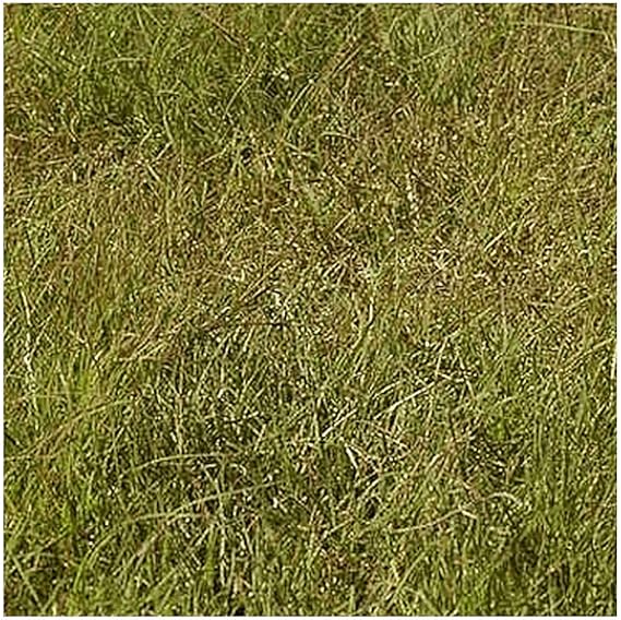 Amazon.com : Everwilde Farms - 1 Lb Buffalo Grass Native Grass Seeds ...