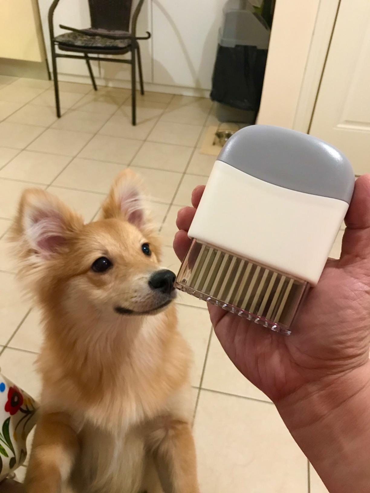 Deluxe Meat Tenderisers, 48 Needles, Japanese Stainless Steel, Food ...