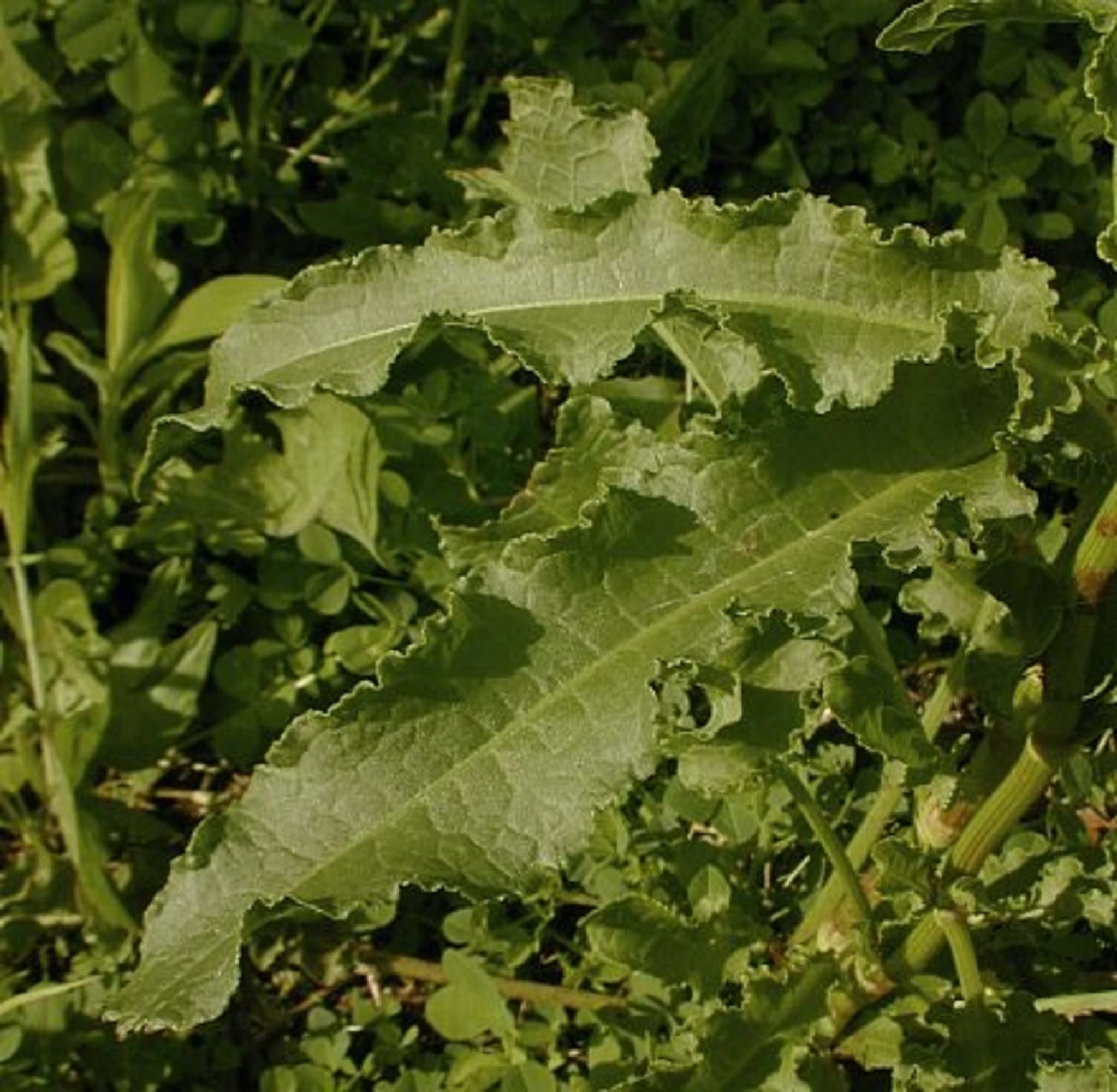 Yellow Curly Dock Weed