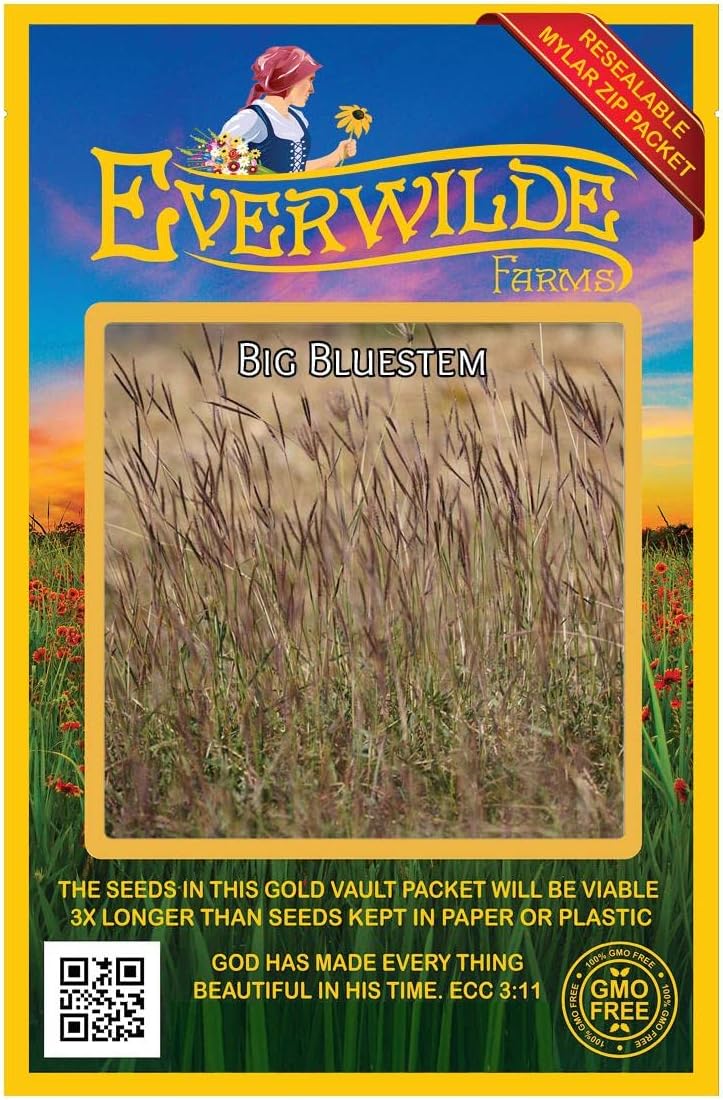 Amazon.com : The Gardening World 1000 Big Bluestem Seeds American ...