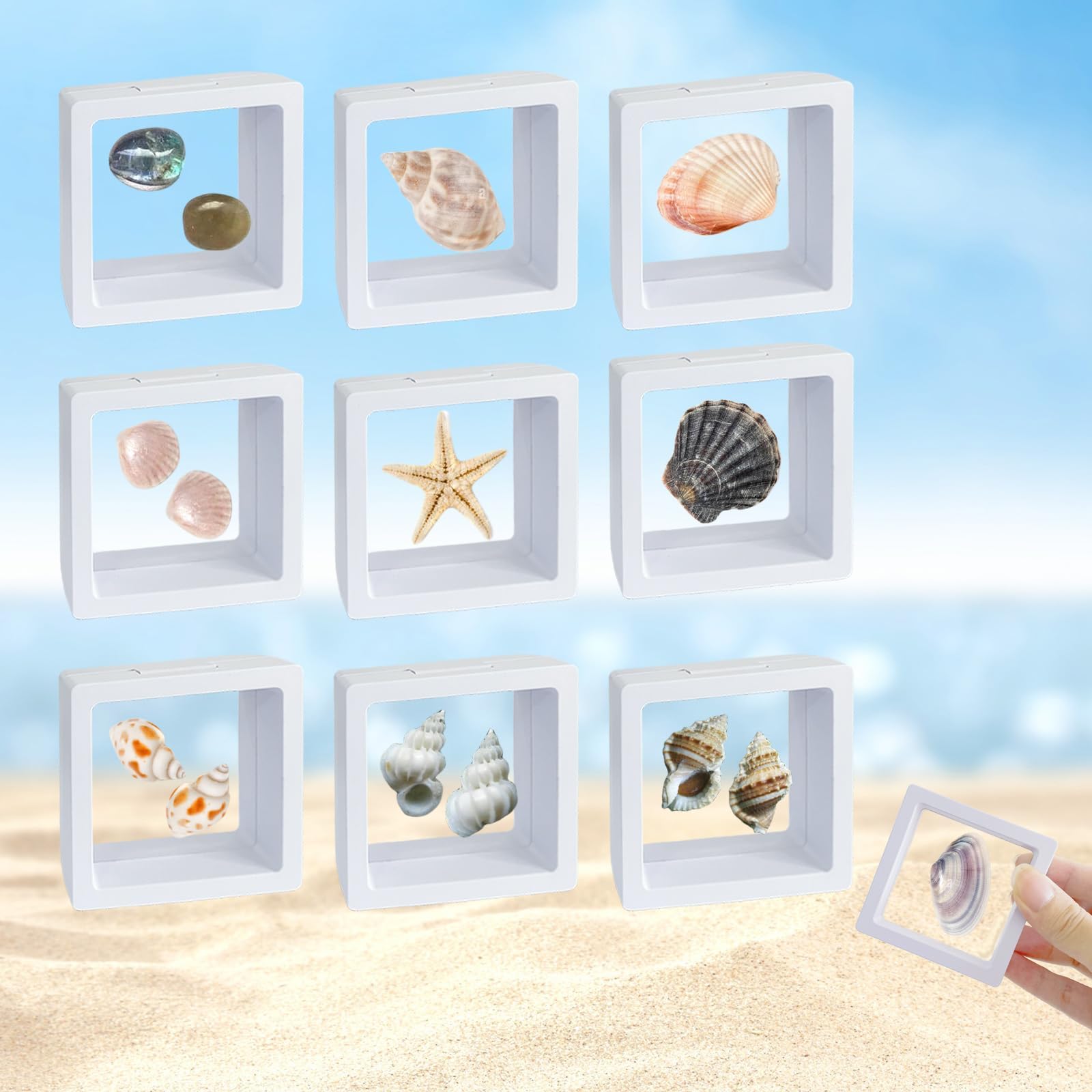 Amazon.com: 7pcs Seashell Display Box of Different Sizes, 2-6inch 3D Floating Display Case ...