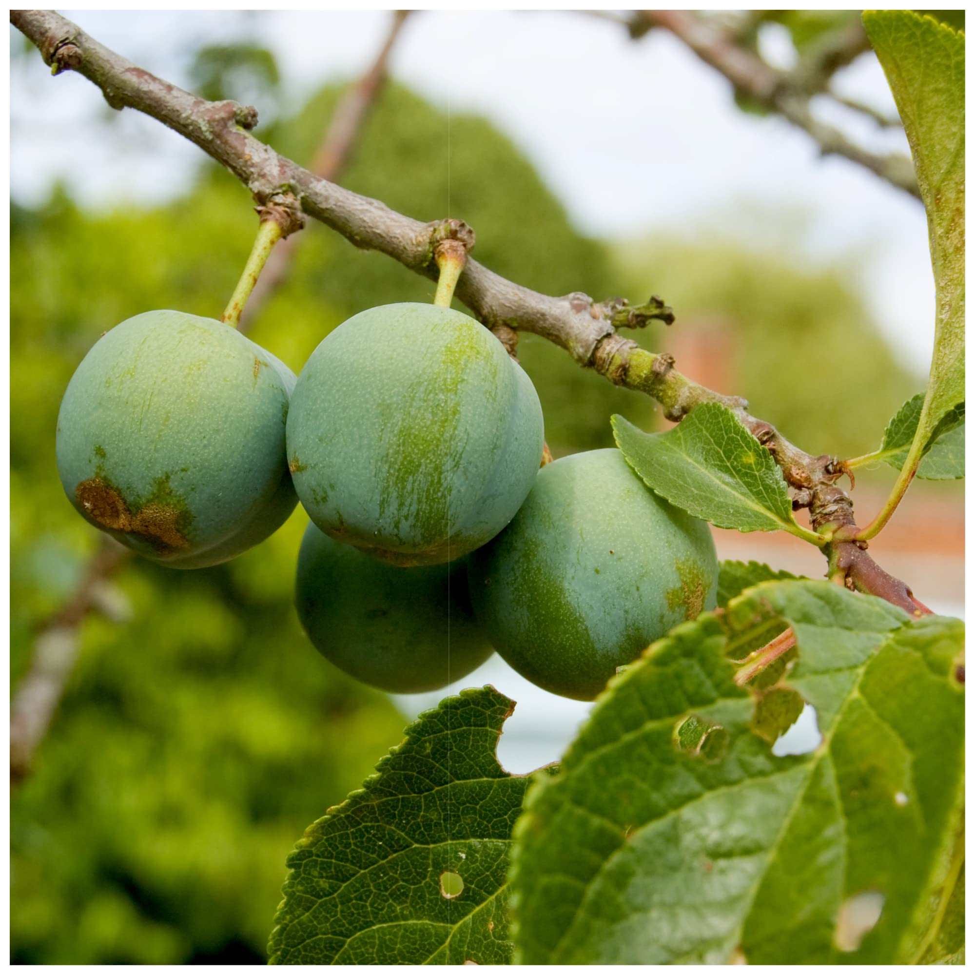 Cambridge Gage Plum Tree 3-4ft in 6L Pot Self-Fertile with Sweet Honey ...