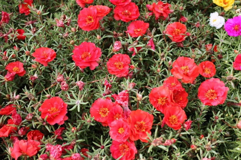 Amazon.com : 100 RED PORTULACA Grandiflora / MOSS ROSE Flower SeedsComb ...