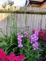 Bow Plant Supports for Peonies, Hydrangea, Roses, etc - Strong Metal ...