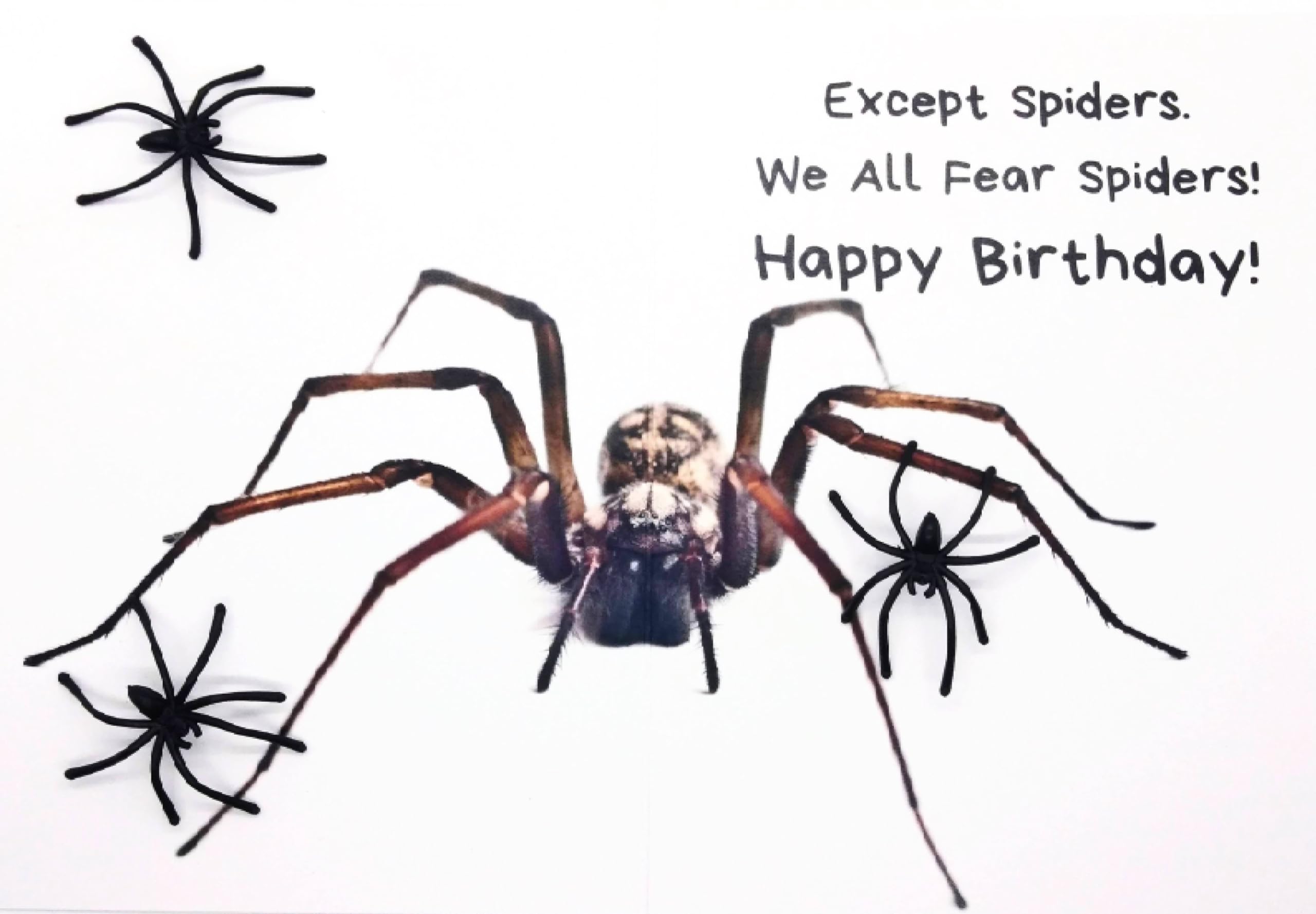 Happy Birthday Spider Memes Spidermeme Memes And Images Imgur