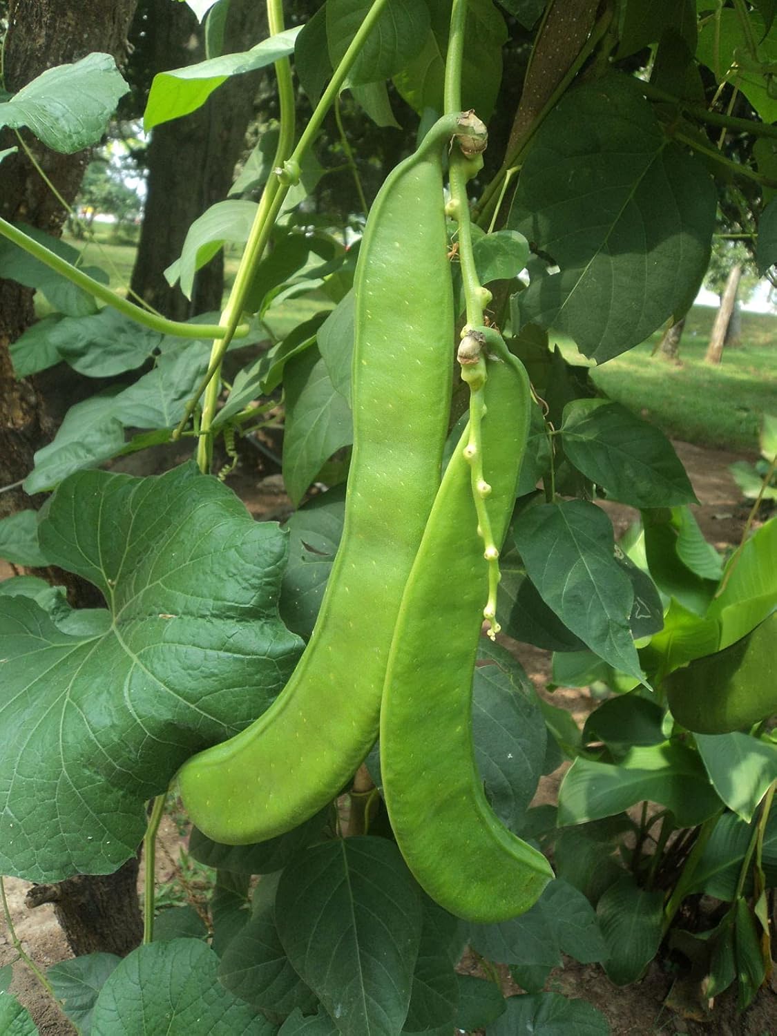 Amazon.com : Canavalia ensiformis Jack Bean, Horse Bean 100 Seeds ...