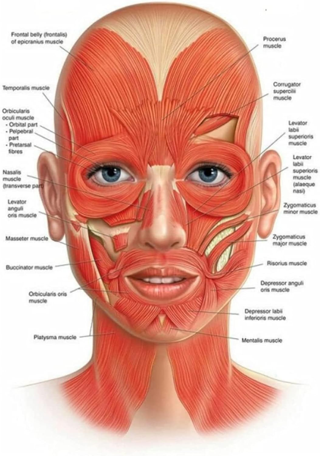 Face Anatomy Muscles Detailed Chart Medical Poster Canvas Painting Wall ...