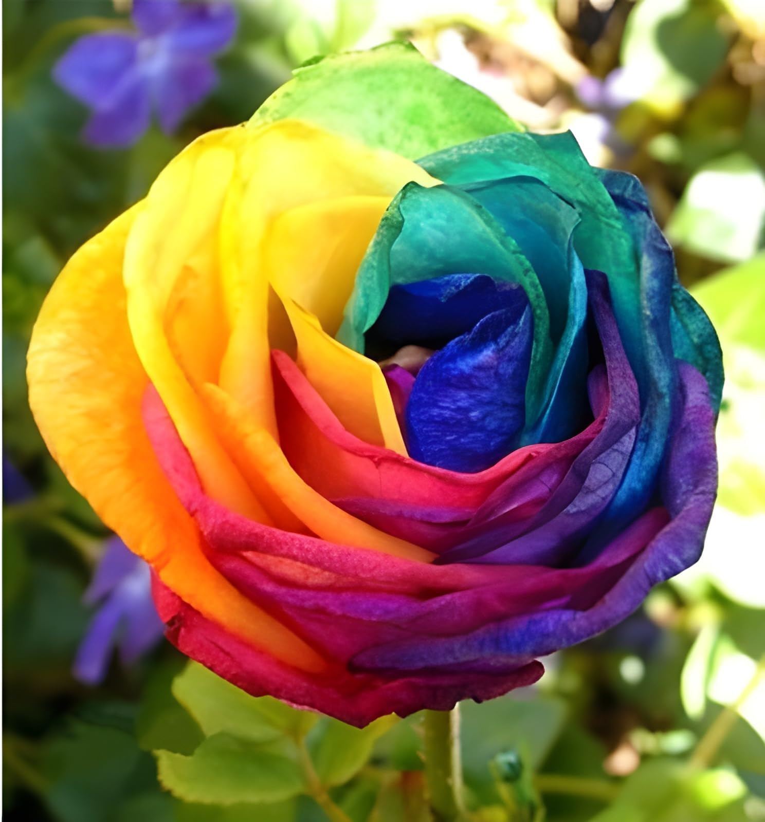 Rainbow rose plant (Pack of 1) : Amazon.in: Garden & Outdoors