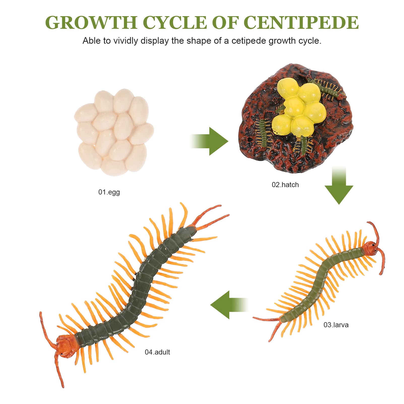 Millipede Life Cycle Diagram