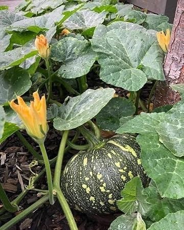 All Variety Pumpkin Seeds – Pack of 50 : Amazon.in: Garden & Outdoors