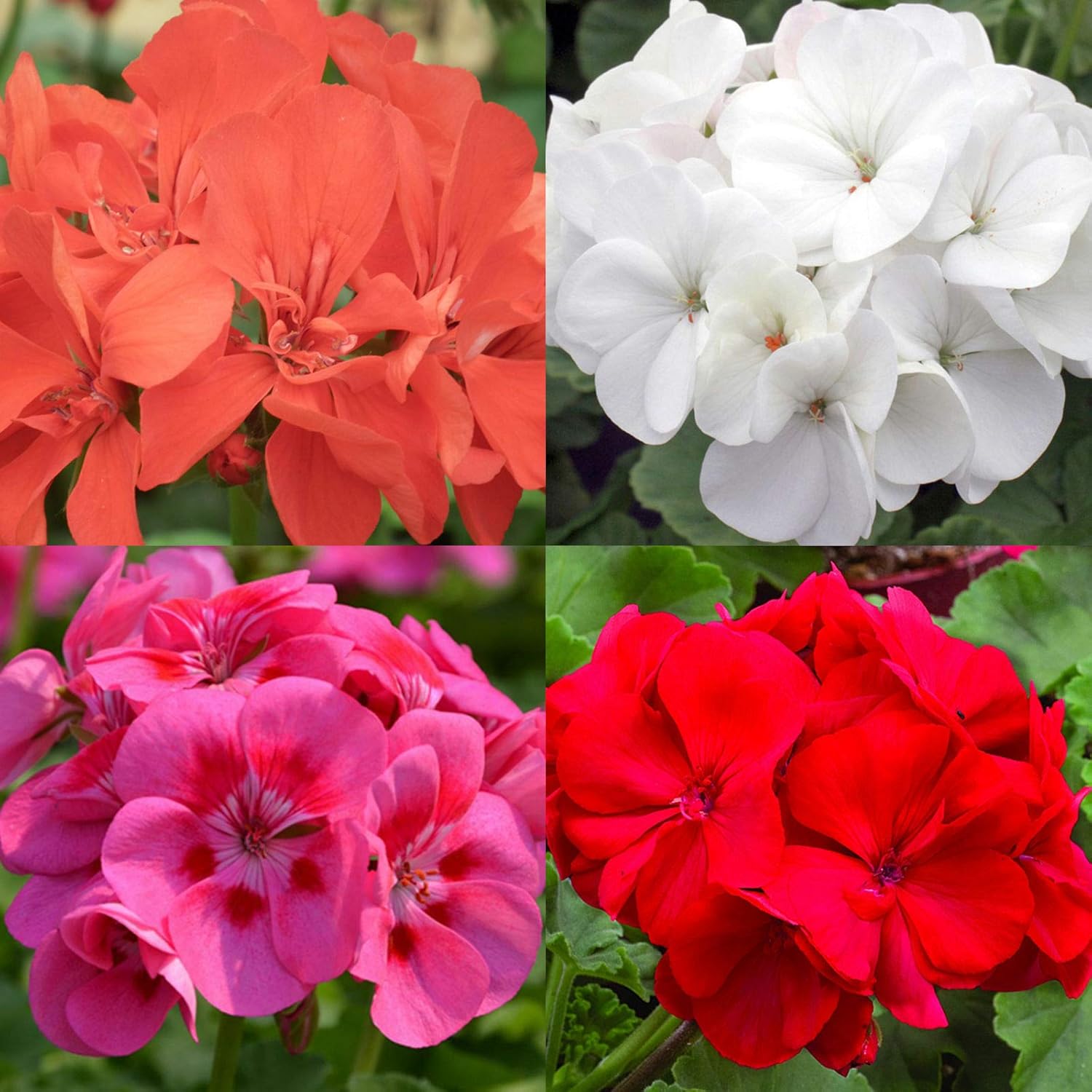 Amazon.com : MOCCUROD 20 Geranium Seeds Mix Hanging Basket Perennial ...