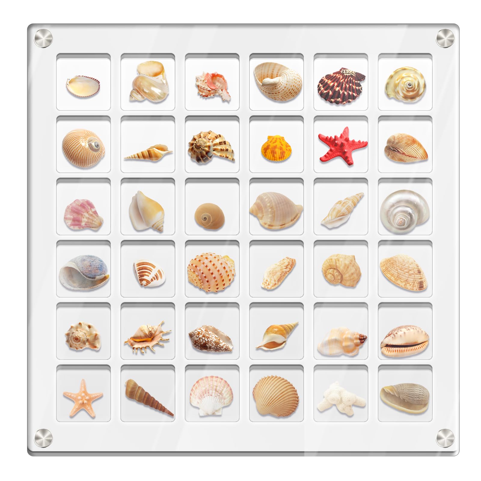 Amazon.com - Yopih Clear Magnetic Seashell Display Box - 36 Grids ...