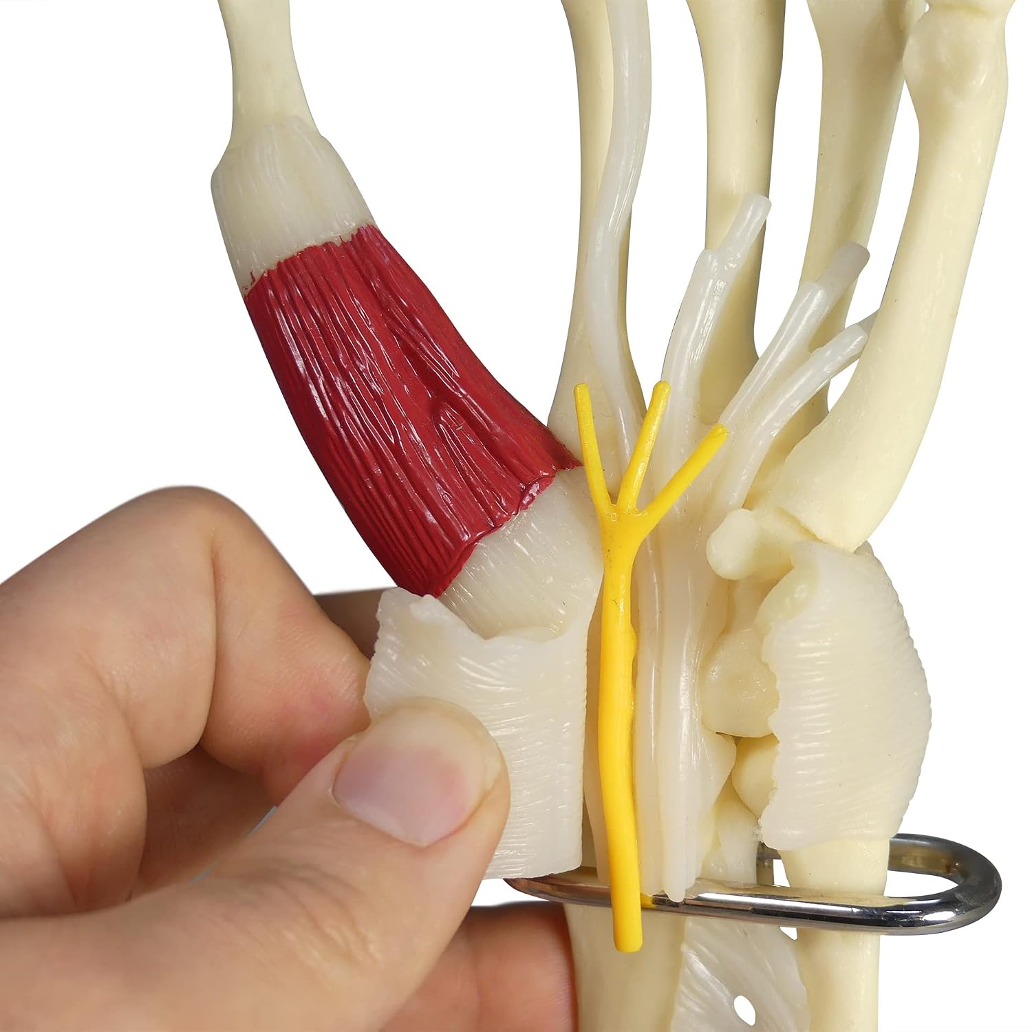 GPI Anatomicals - Hand and Wrist Model, Replica of Philippines | Ubuy