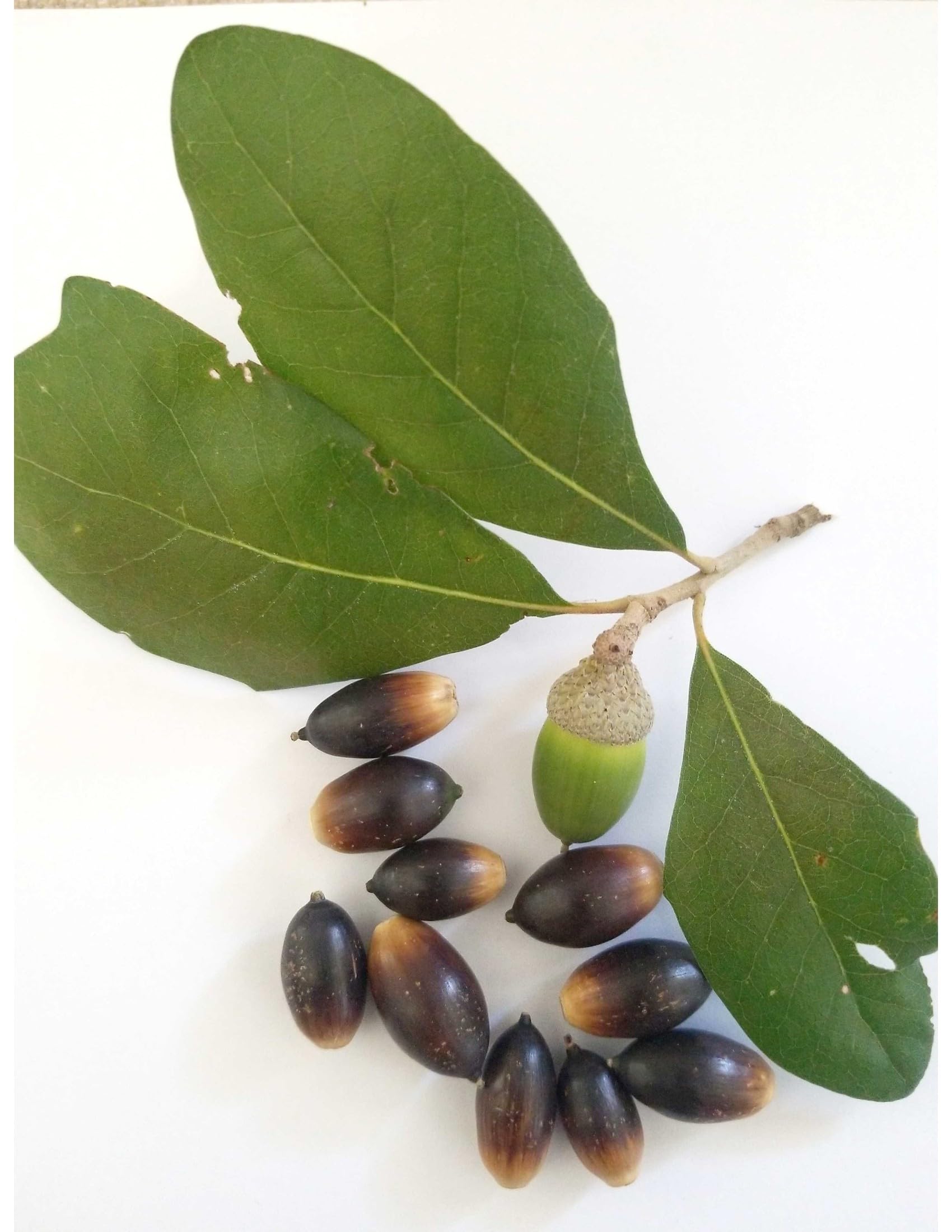 Amazon.com: Live Oak Acorns Harvested 2024 : Patio, Lawn & Garden