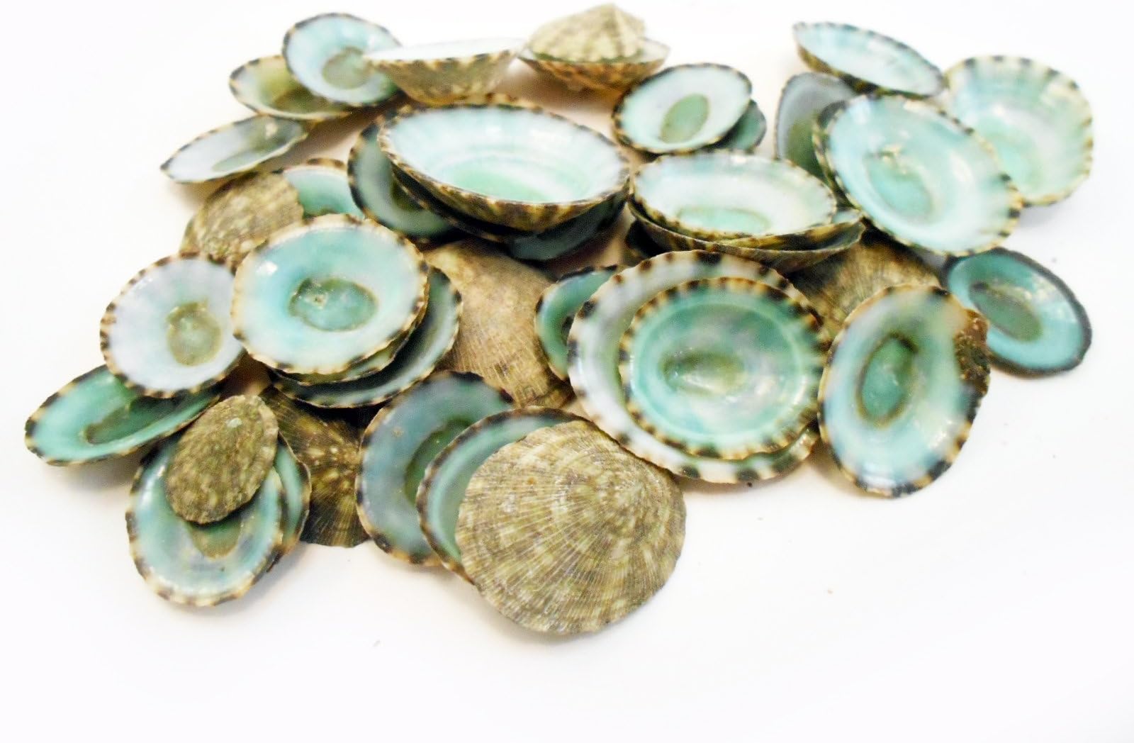 Amazon.com: Worlds Green Limpets Sea Shells for Home Decorations,Party ...