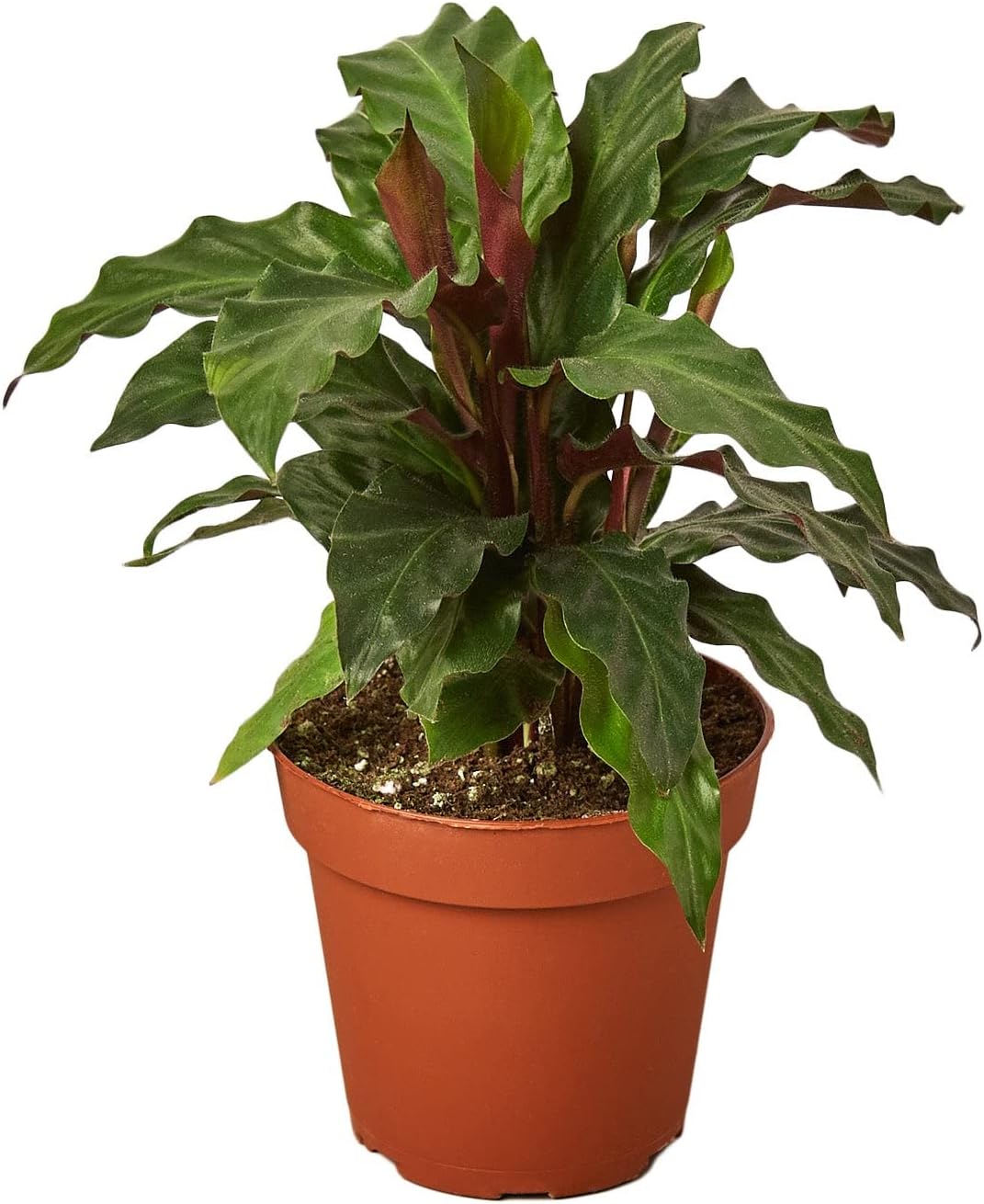 Amazon.com : Garden Wrld Calathea Rufibarba 'Furry Feather' (6" Pot ...
