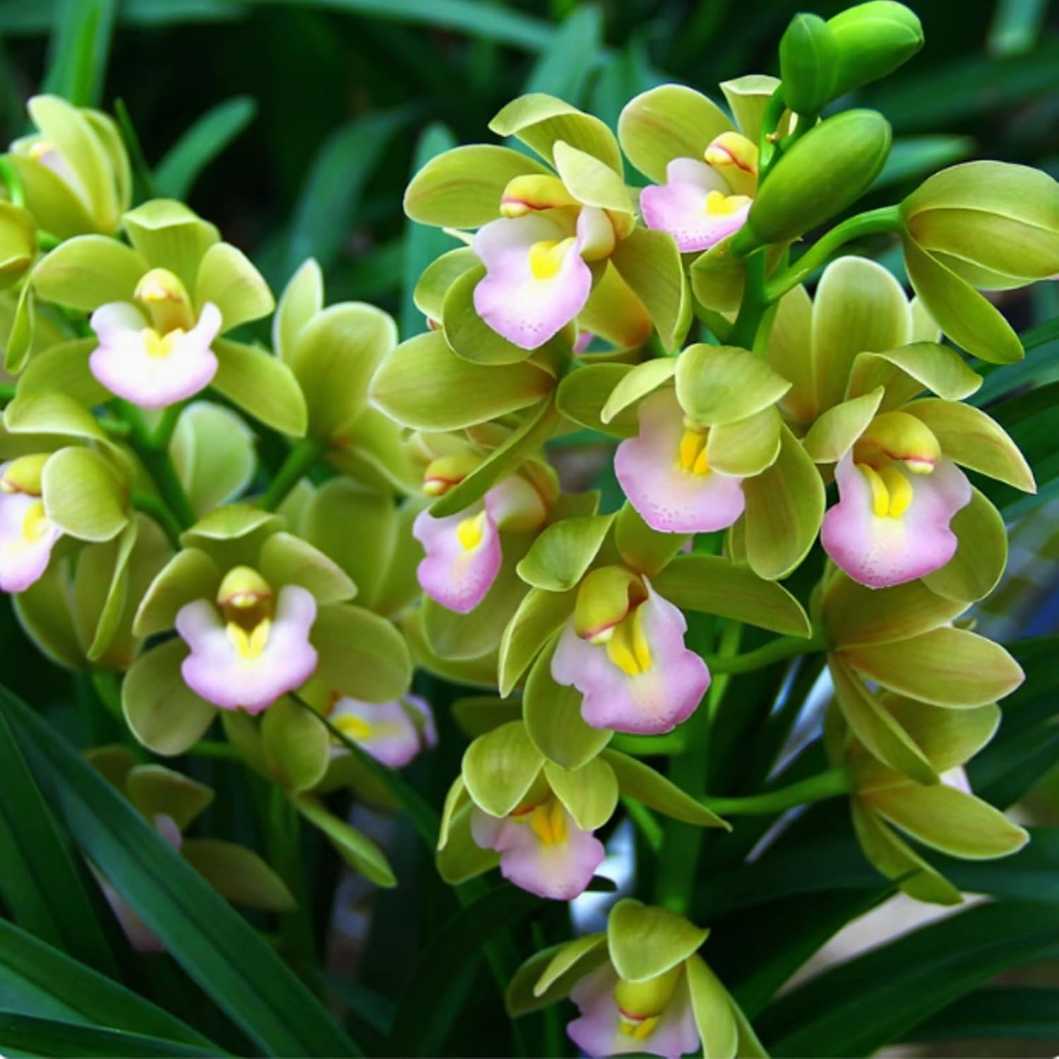 Amazon.com : Brilliant Cymbidium: Professionally Planting, Low to ...