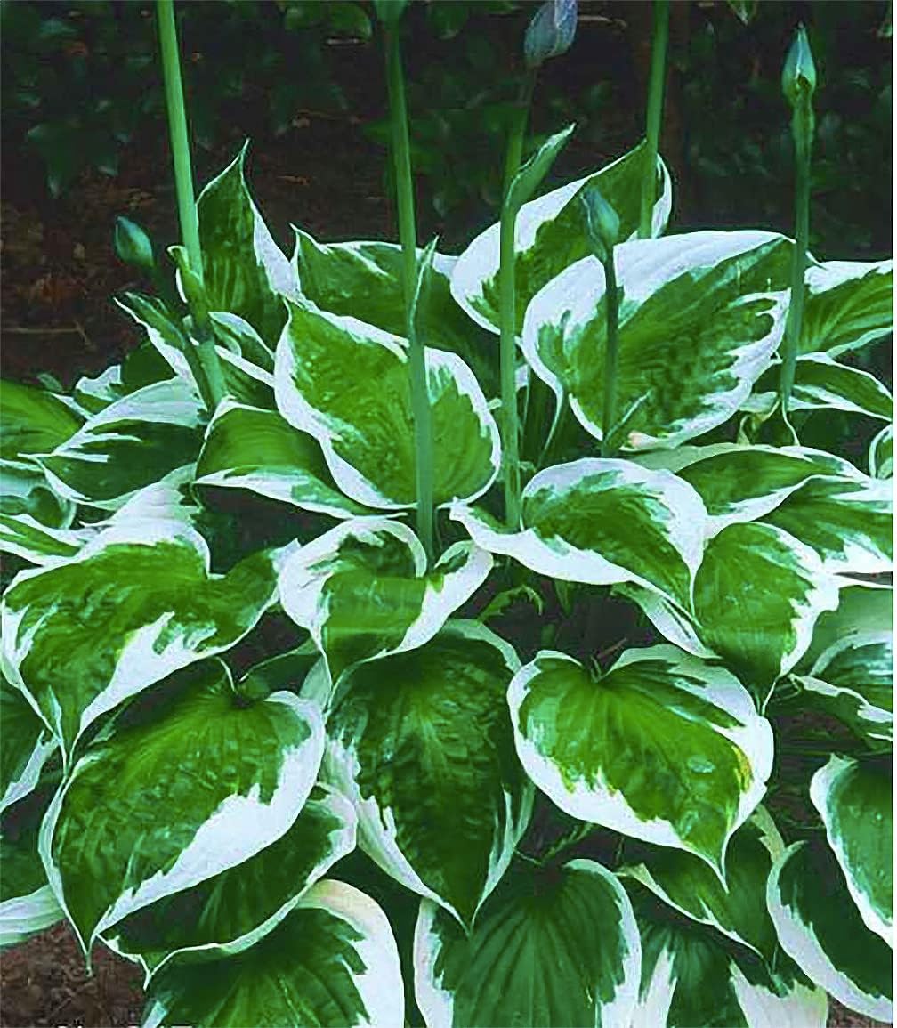 Amazon.com : Minuteman Hosta - Shade Plant 24" Tall : Patio, Lawn & Garden