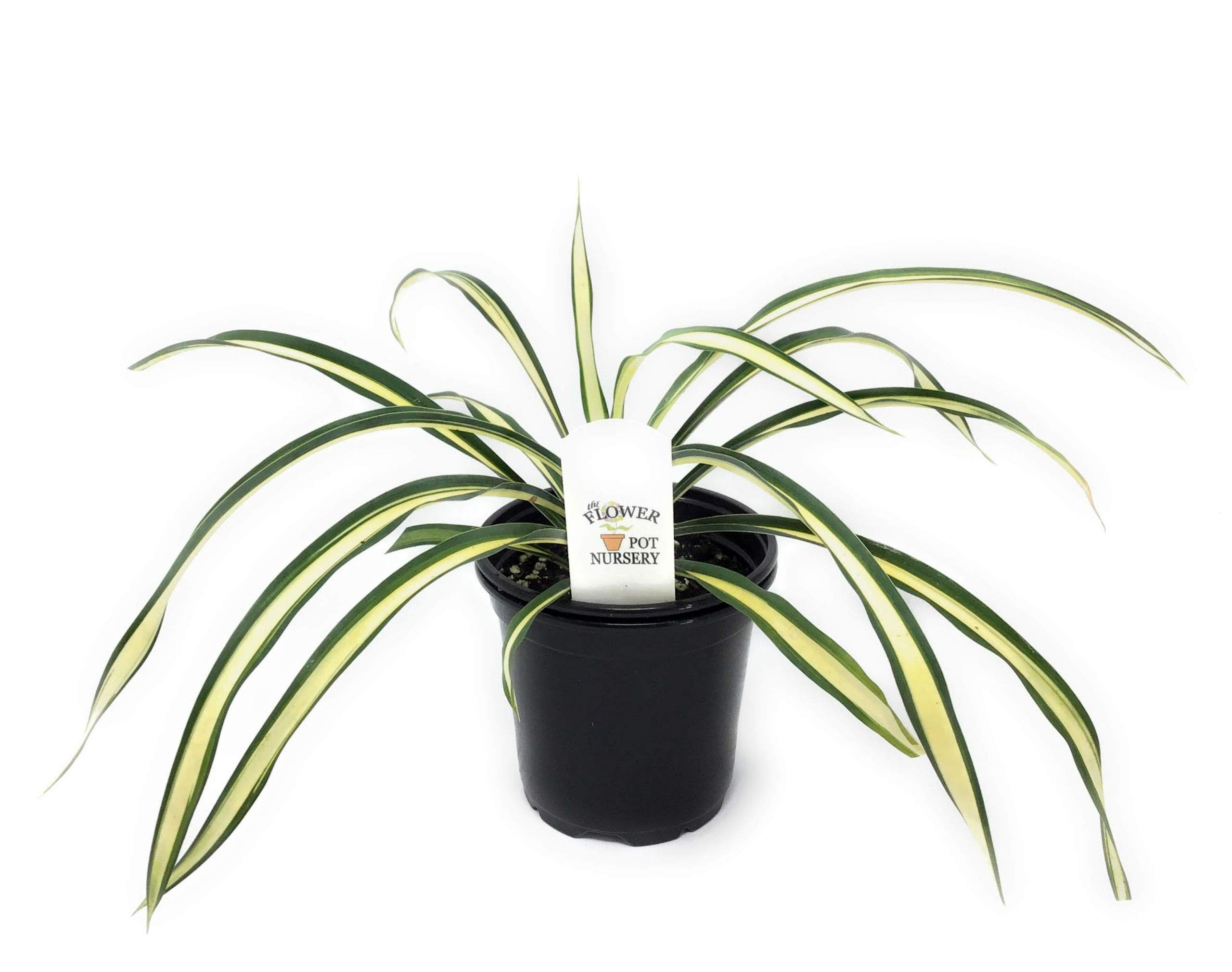 Amazon.com : FlowerPotNursery Variegated Yellow Yucca Yucca filamentosa ...