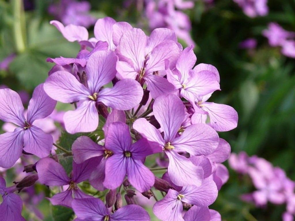 Amazon.com: Evening Scented Stock- 100 Seeds - 50% Off saleEvening ...