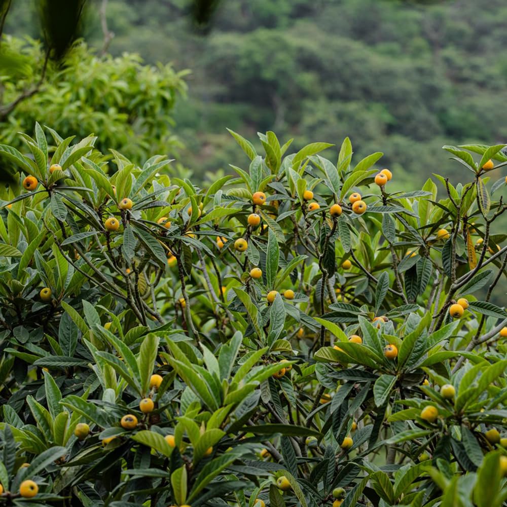 Alberi Da Frutto Semi Nani