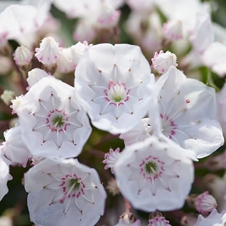 Amazon.com : Live plant from Green Promise Farms Kalmia LAT Glow ...